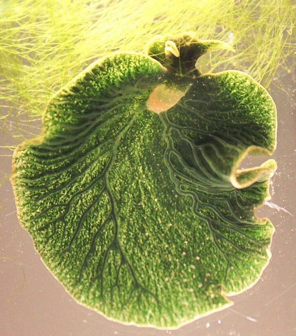 Photosynthesizing Sea Slugs - Kesler Science Weekly Phenomenon and Graph