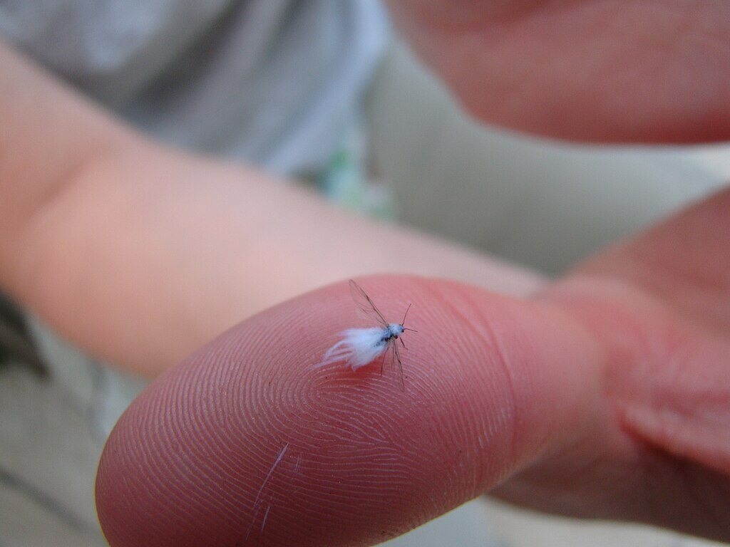 Living Fuzzballs: The Life Cycle of Wooly Apple Aphids - Kesler Science ...