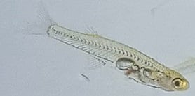 World's Loudest Fish - Kesler Science Weekly Phenomenon and Graph