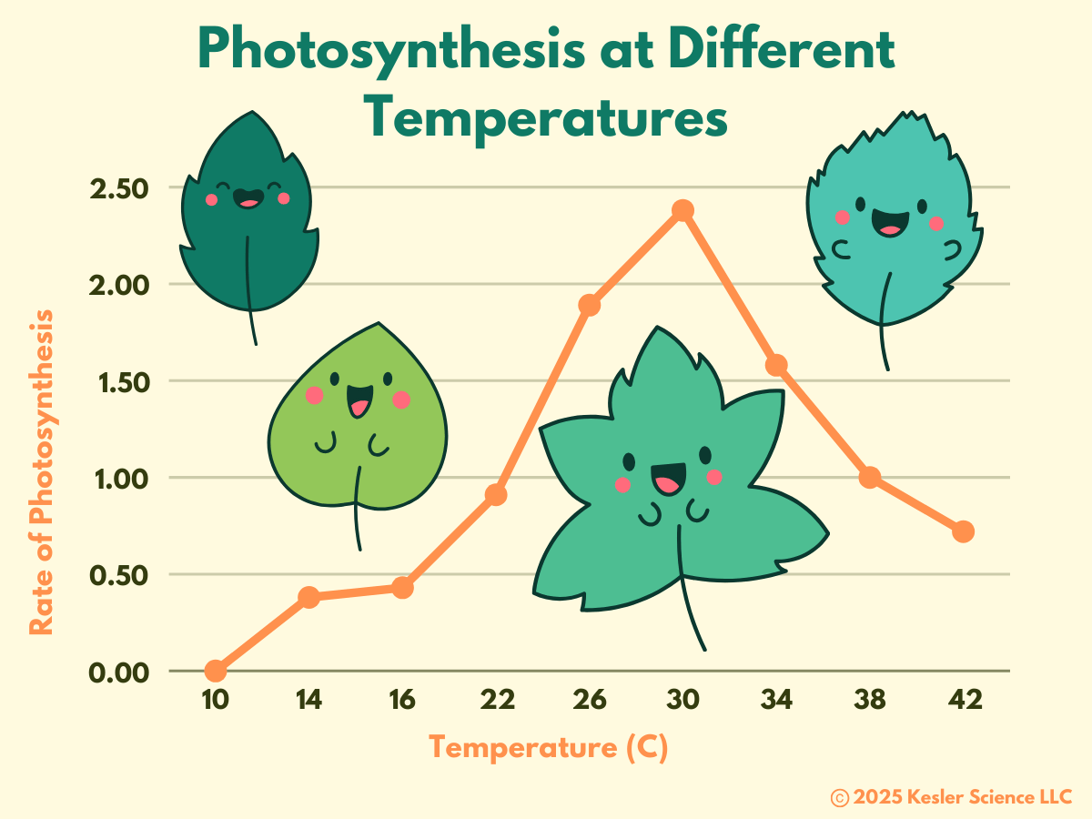 Photosynthesizing Sea Slugs - Kesler Science Weekly Phenomenon and Graph
