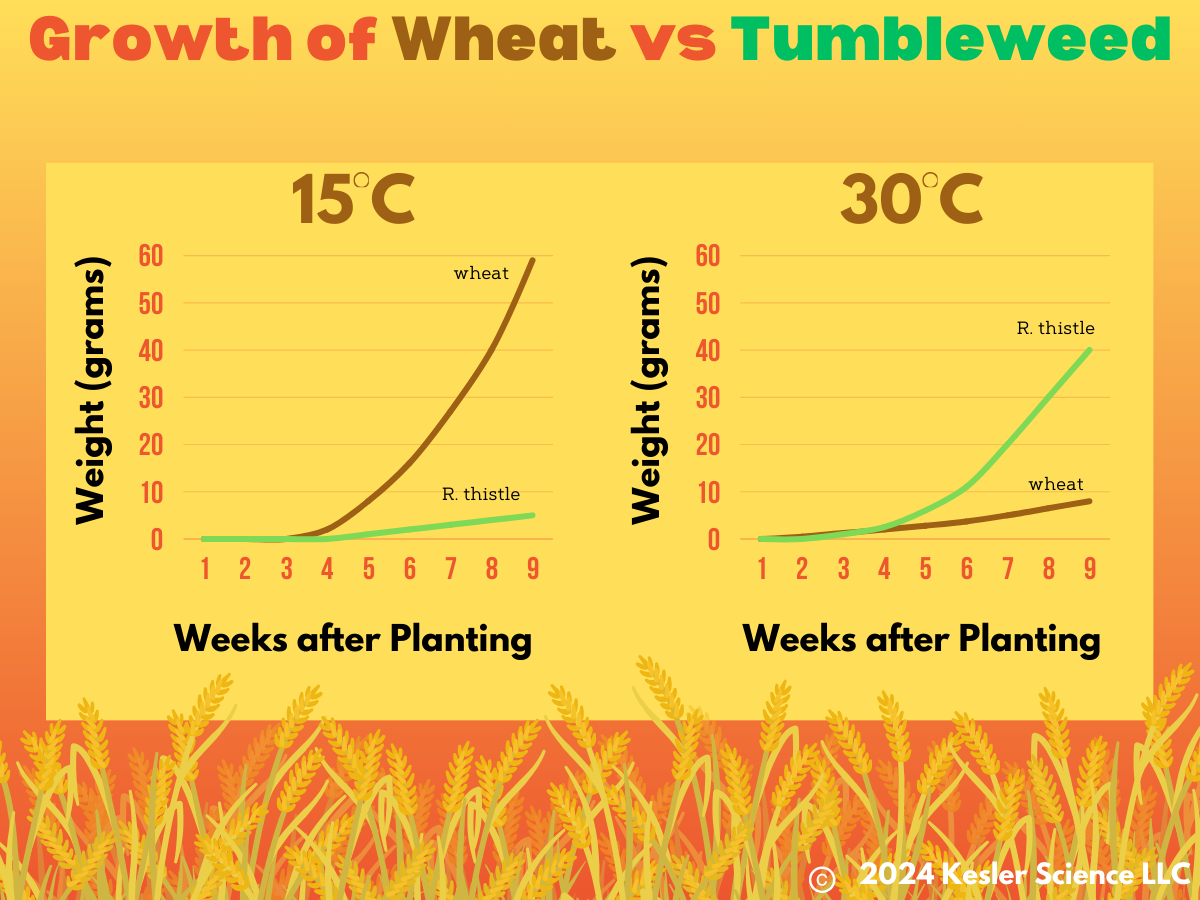 Tumbleweeds on a Roll - Kesler Science Weekly Phenomenon and Graph