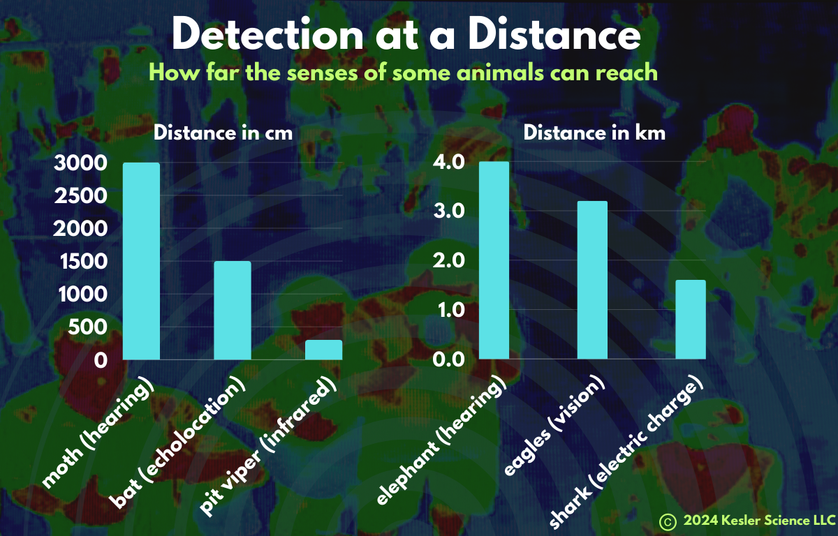 Electric Bees? Kesler Science Weekly Phenomenon and Graph