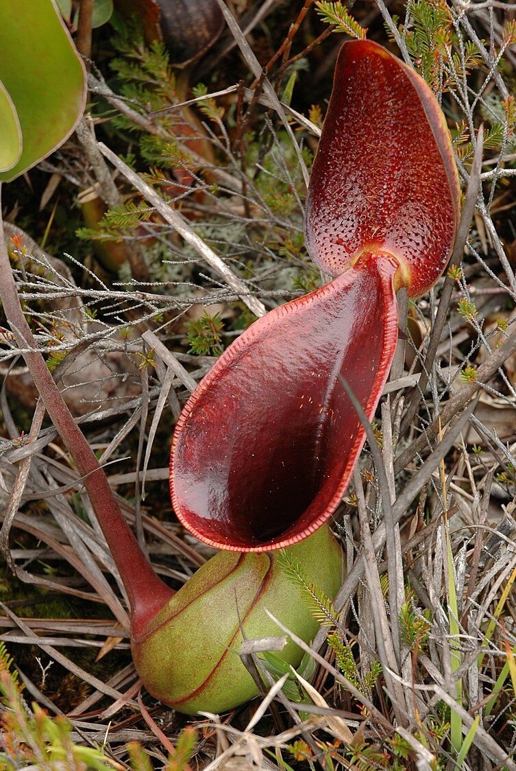 Strangest symbiosis ever! - Kesler Science Weekly Phenomenon and Graph