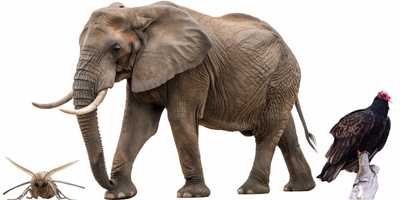 The science of smelly stuff - Kesler Science Weekly Phenomenon